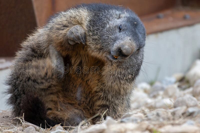 Funny Groundhog with Fluffy Fur Sits Stock Photo - Image of brown ...