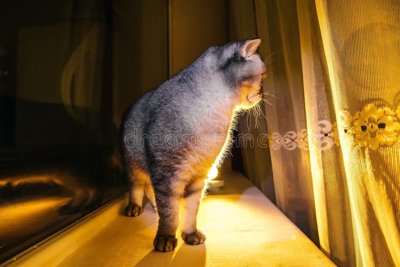 Funny Grumpy Cat Walks on the Windowsill, Evening Atmosphere in the ...