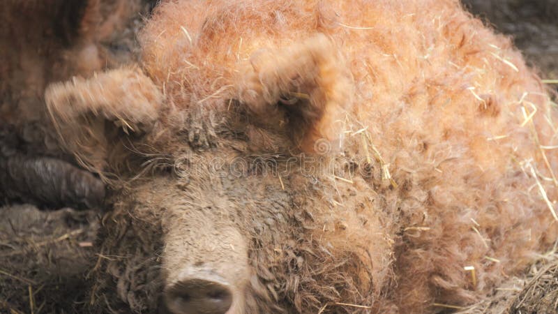Funny Hairy Brown Pig in the Mud on the Farm Stock Footage - Video of ...