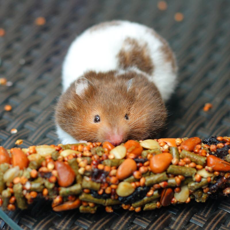 Funny hamster eating food stock image. Image of food - 33187983