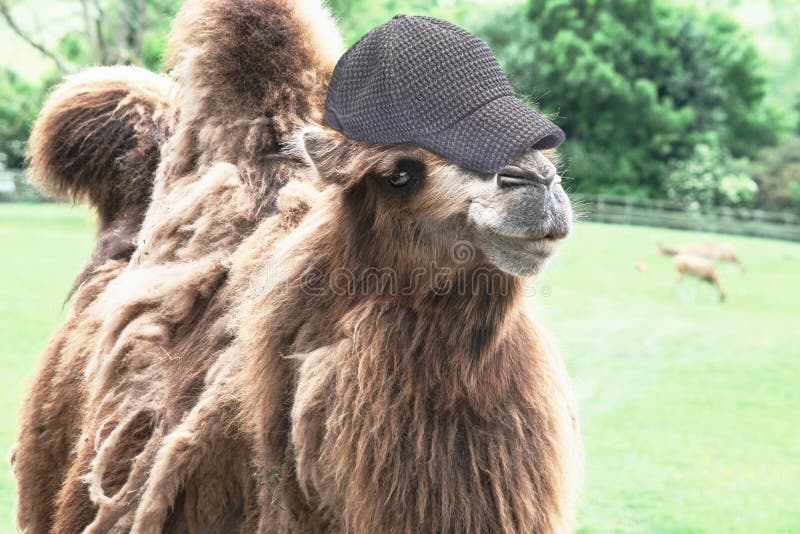 Funny Camel Looks at You in the Summer Stock Image - Image of animal ...