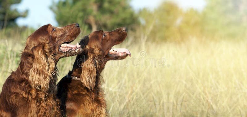 289 Funny Irish Setter Dogs Photos - Free & Royalty-Free Stock Photos ...