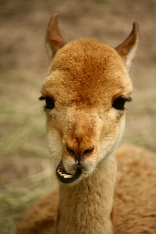 3+ Llamas portrait Free Stock Photos - StockFreeImages