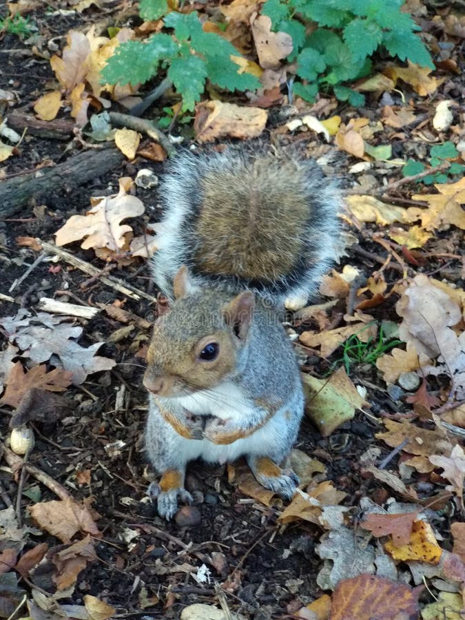 7,958 Happy Squirrel Stock Photos - Free & Royalty-Free Stock Photos ...