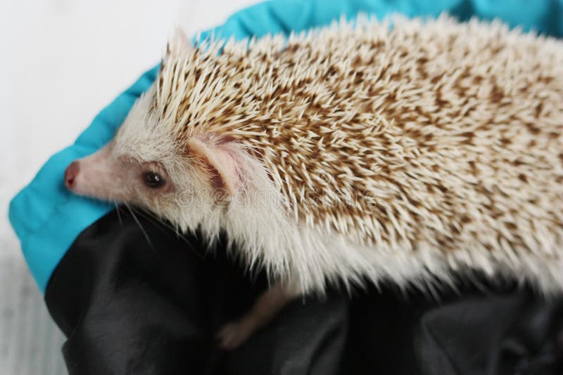 Funny Hedgehog Hiding in a Blanket Macro Stock Photo - Image of nature ...