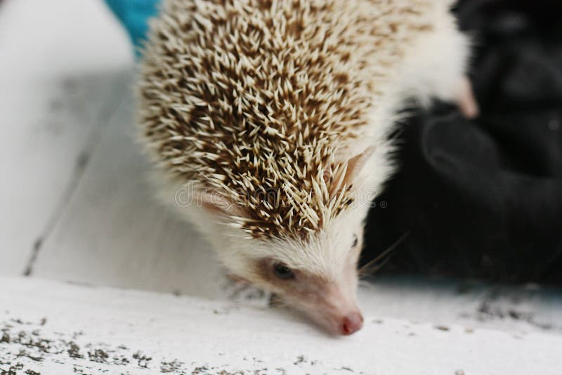 Funny Hedgehog Hiding in a Blanket Macro Stock Image - Image of ...