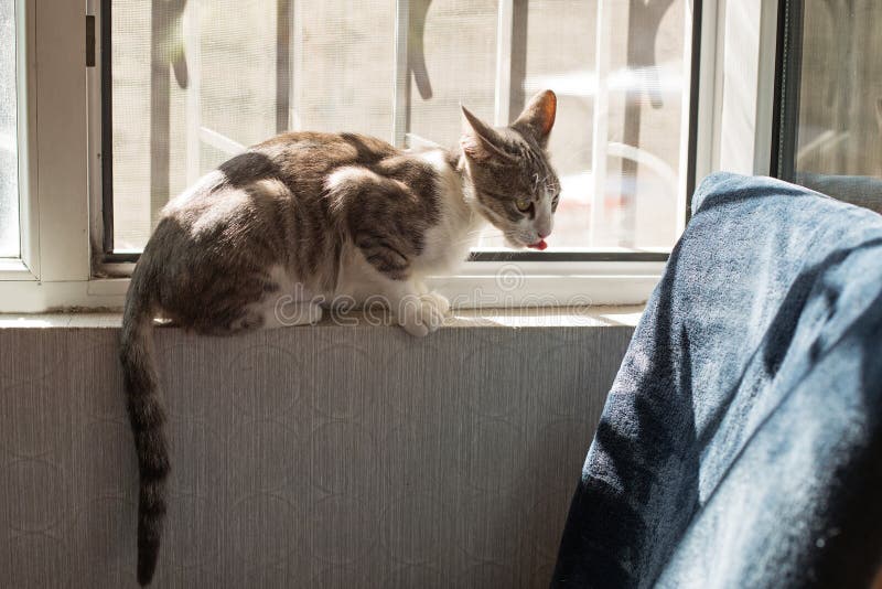 Funny Home Pet. Tabby Cat at Home Stock Photo - Image of young, playful ...