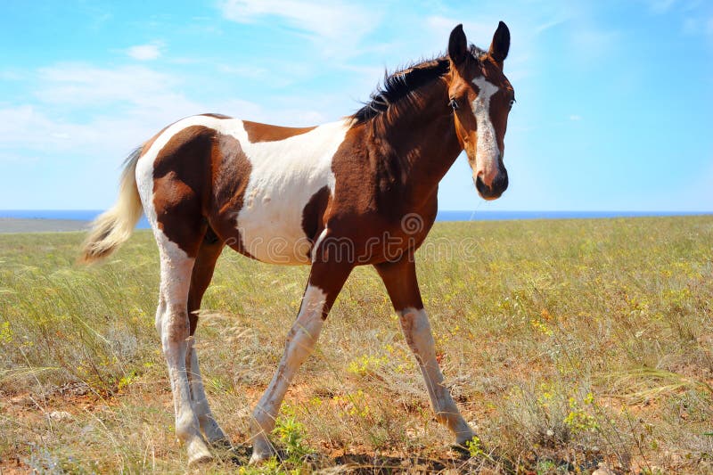 Wild horse-tarpan stock photo. Image of horse, animals - 3595392