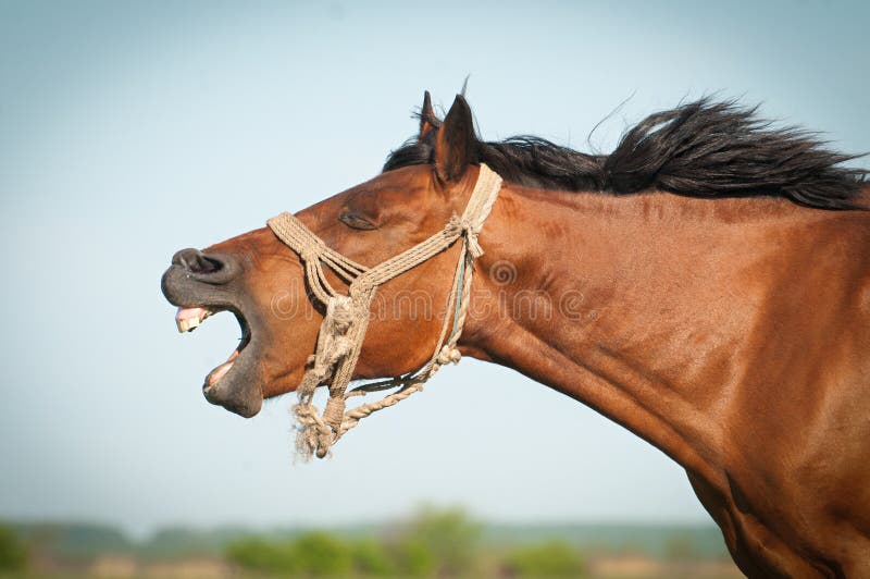 Funny Horse stock photo. Image of animal, pony, joke - 24545240
