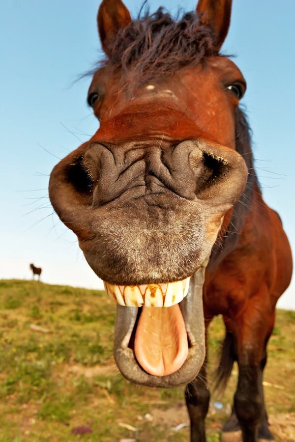 19,627 Funny Horse Stock Photos - Free & Royalty-Free Stock Photos from ...