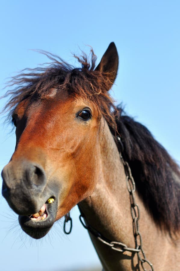 Funny horse stock photo. Image of crazy, ears, harmony - 39774348
