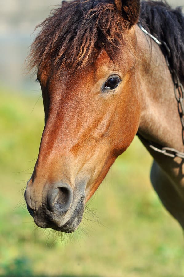Funny horse stock image. Image of flora, blue, horse - 39774349