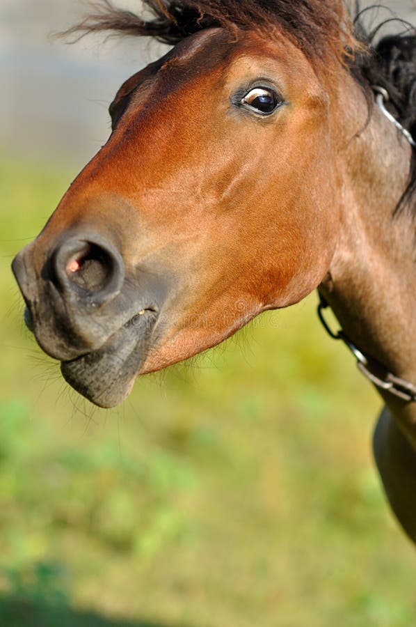 Funny horse stock image. Image of mare, harmonious, meadow - 35974151