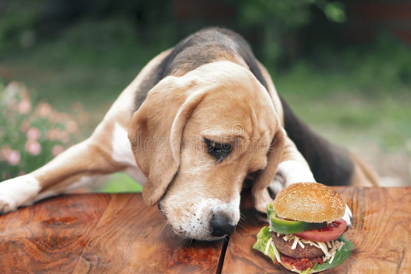Funny Hungry Beagle Dog Emotionally Looks at a Burger Stock Photo ...