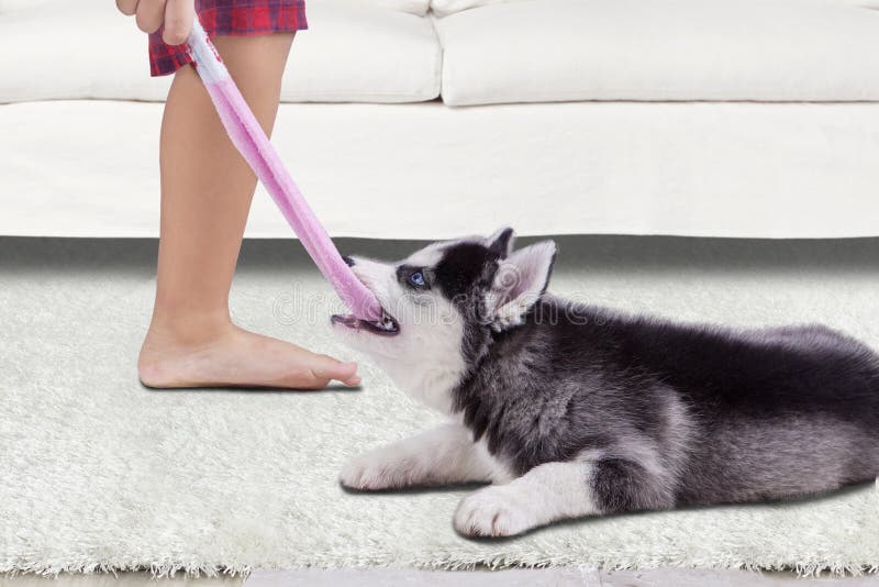 Funny Husky Dog Biting a Sock Stock Photo - Image of game, funny: 70007376