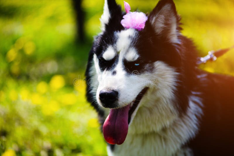 Funny Husky Dog Lying on the Grass, Spring Time Stock Image - Image of ...
