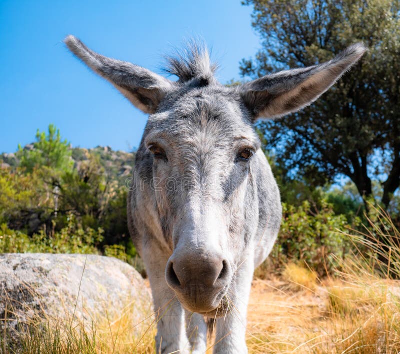 Funny Image of a Beautiful Gray Donkey Surrounded by Nature Stock Image ...