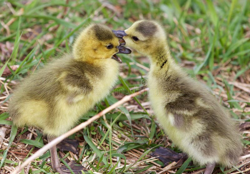 107 Photo Two Cute Chicks Canada Geese Stock Photos - Free & Royalty ...