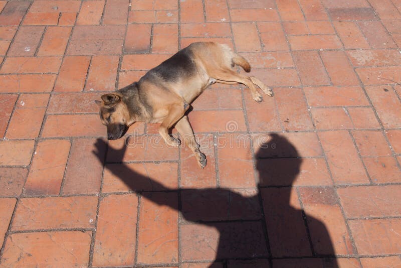Funny Image Shadow and Dog. Stock Photo - Image of breed, funny: 87596878