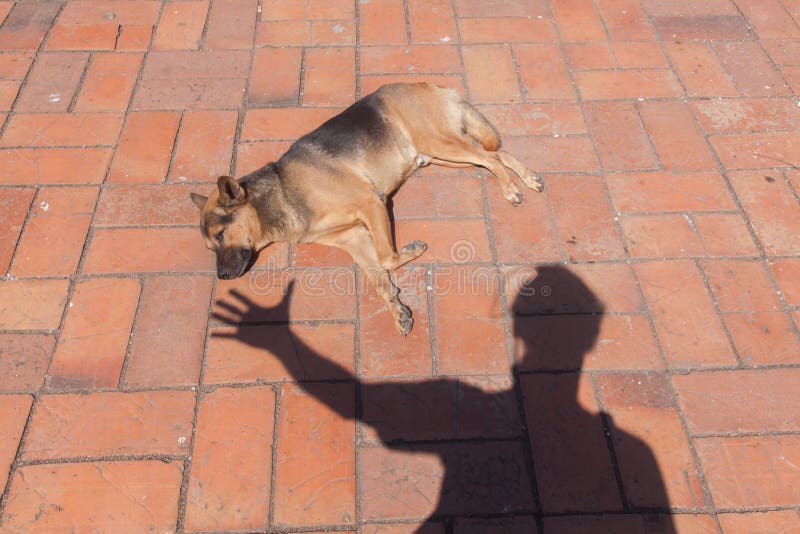 Funny Image Shadow and Dog. Stock Photo - Image of brown, shadow: 91756184