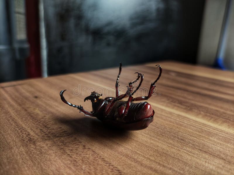 328 Upside Down Beetle Insect Stock Photos - Free & Royalty-Free Stock ...