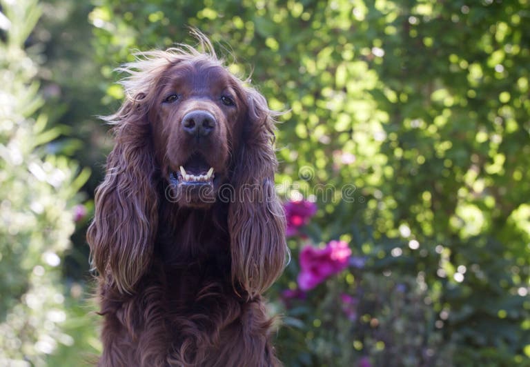 Funny Irish Setter stock photo. Image of brown, close - 55508356