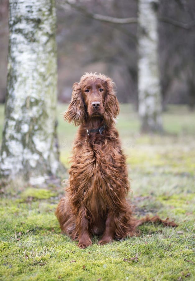 Funny Irish Soft Coated Wheaten Terrier Stock Image - Image of adorable ...