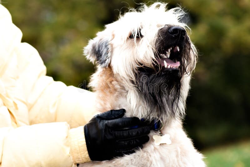 Funny Irish Soft Coated Wheaten Terrier Stock Image - Image of adorable ...