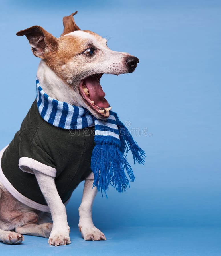 Funny Jack Russell Dog Looking in Camera with a Pink Tongue Sticking ...