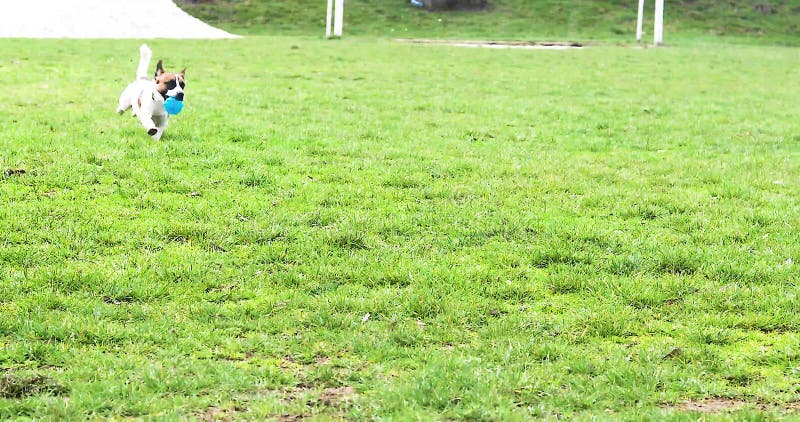 Funny Jack Russell Terrier Runs with a Blue Ball on a Walk. Stock Video ...