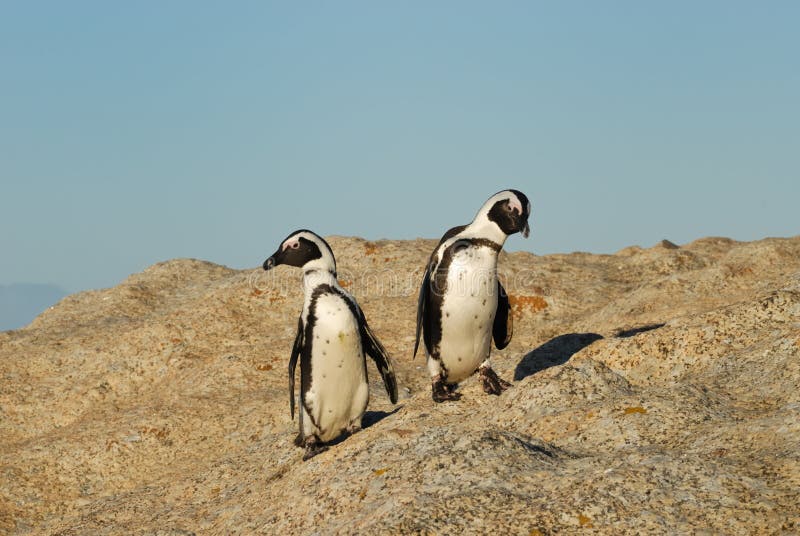 The African Penguins on Robben Island Cape Town so Stock Image - Image ...