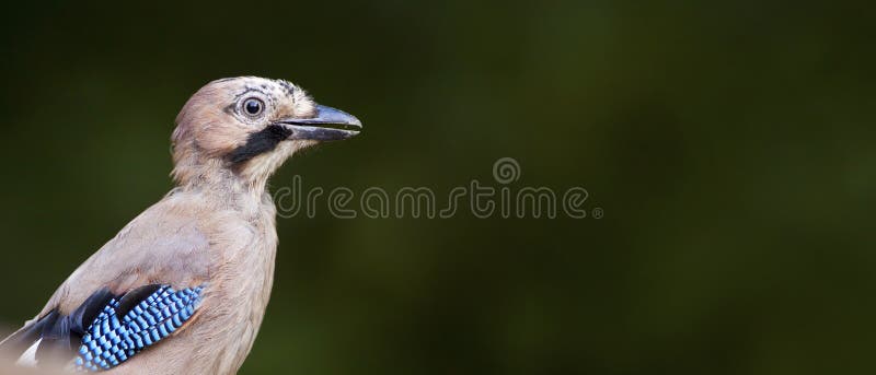 Funny Jay Bird Banner with Copy Space Stock Photo - Image of head ...
