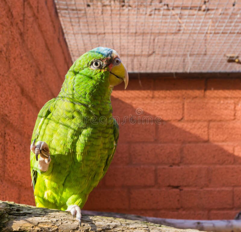Funny Juvenile White Fronted Amazon Parrot Pointing Its Paw Stock Image ...
