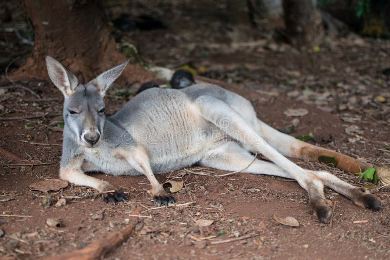 Funny Kangaroo Laying Down Sleeping Stock Image - Image of body, green ...