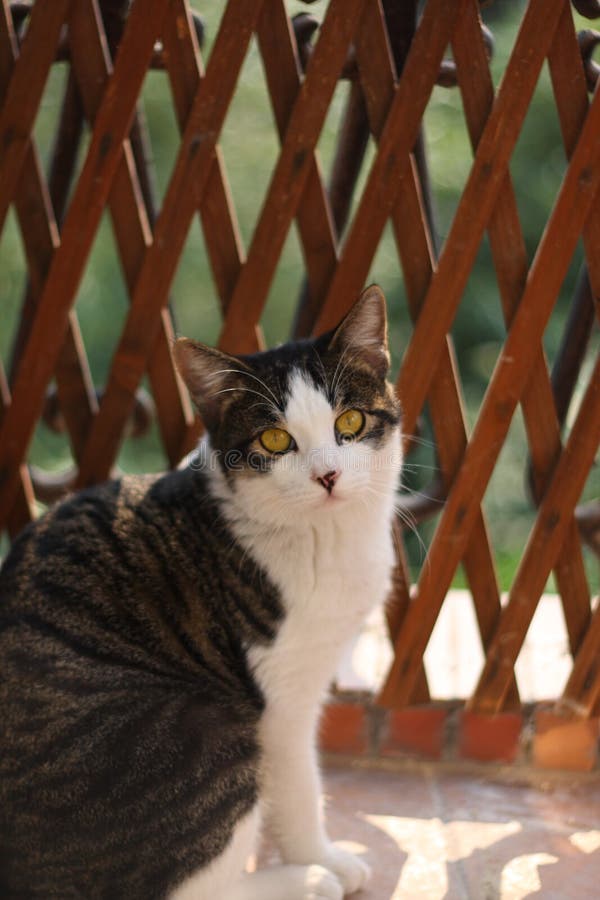 Funny kitten stock photo. Image of household, feline - 12118254