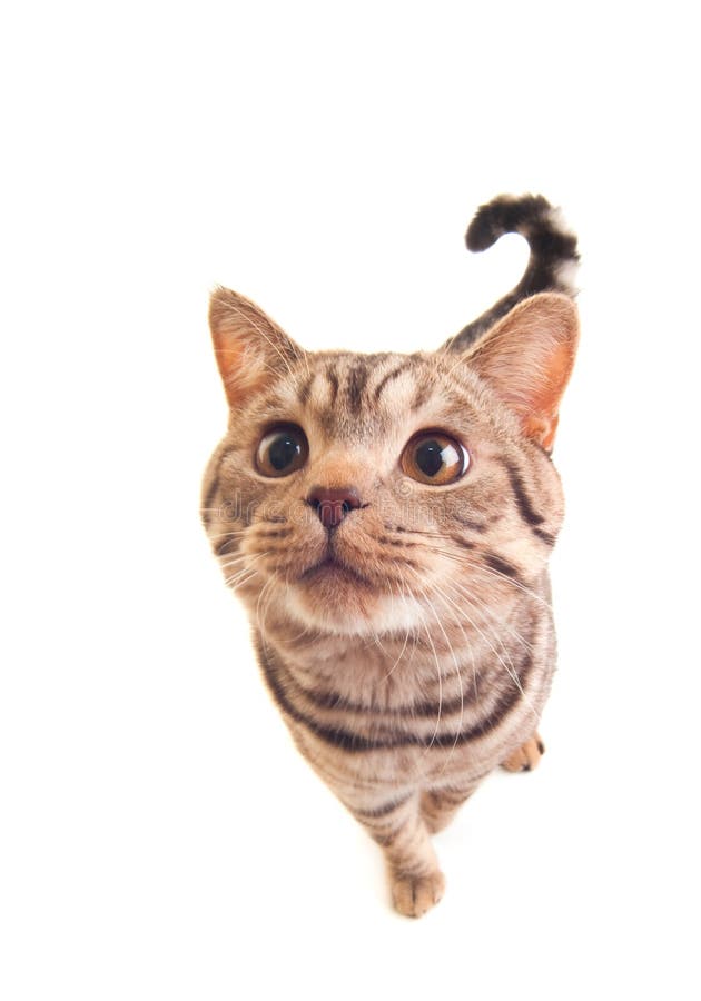 Funny kitten stock photo. Image of friend, playful, obedient - 12605804
