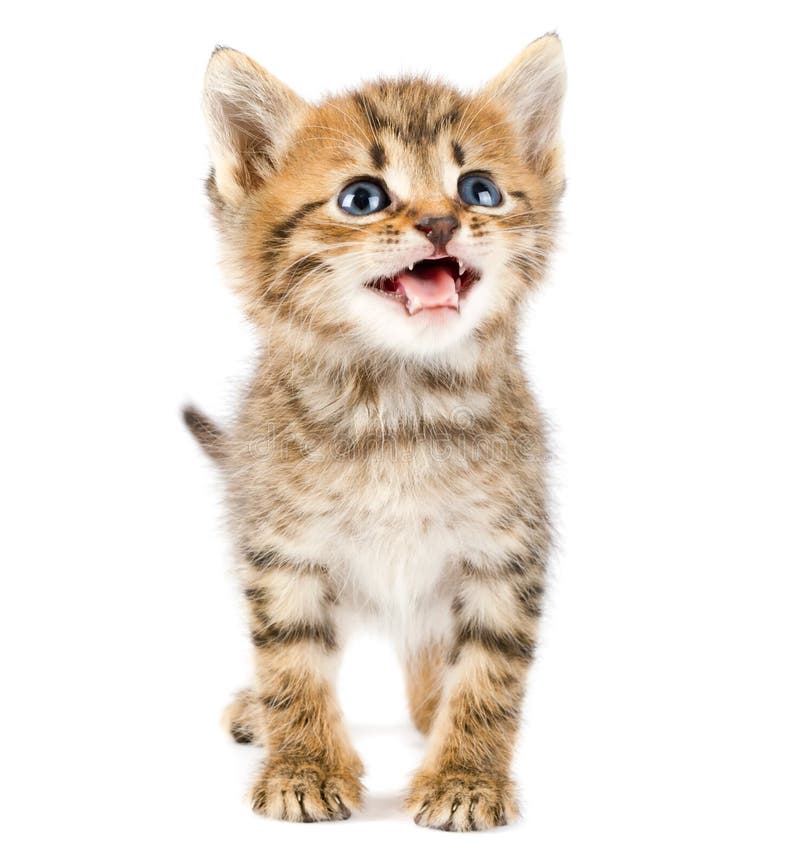 Funny kitten stock photo. Image of kitten, humor, child - 21303530