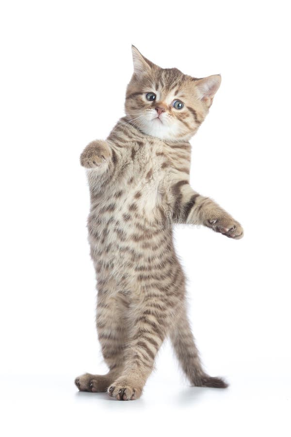 Funny Kitten Pointing Up by One Paw Isolated Stock Image - Image of ...