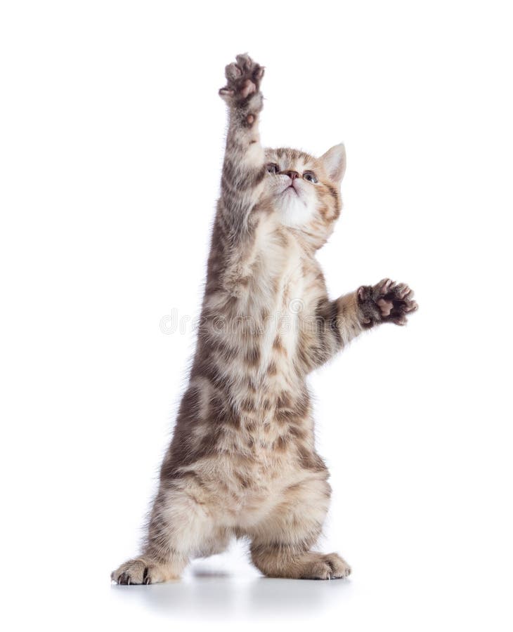 Funny Kitten Pointing Up by One Paw Isolated Stock Image - Image of ...