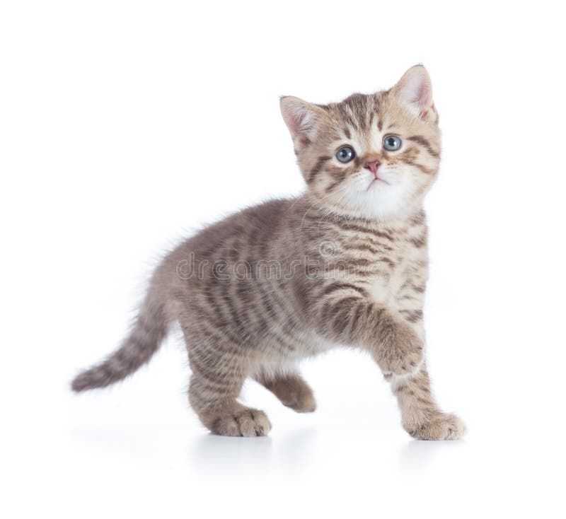 Funny Kitten Cat Standing Front View Stock Photo - Image of scottish ...