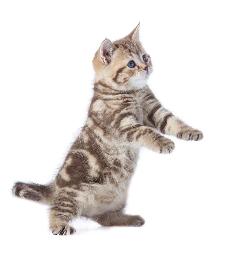 Funny Kitten Cat Standing Isolated with Paw Up Stock Image - Image of ...