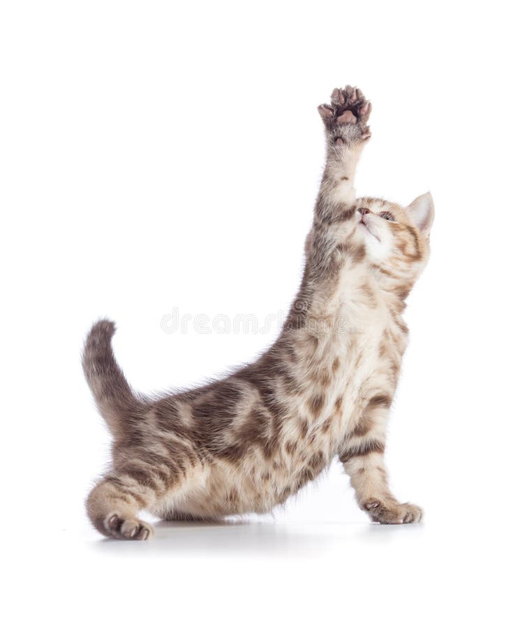Kitten Trying To Catch Something Stock Photo - Image of catching ...