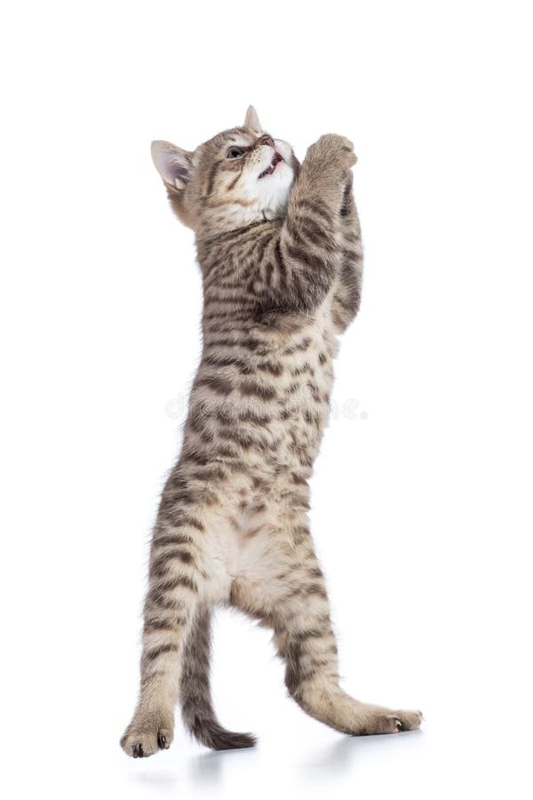 Funny Kitten Cat Trying To Catch Something by Paws and Looking Up ...