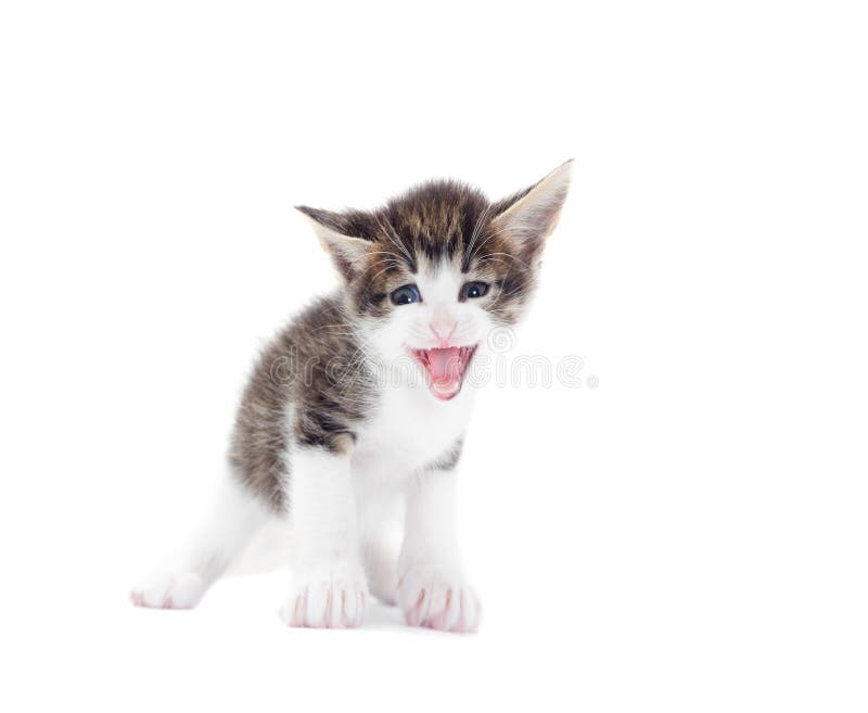 Kitten Distorted Stock Photos - Free & Royalty-Free Stock Photos from ...