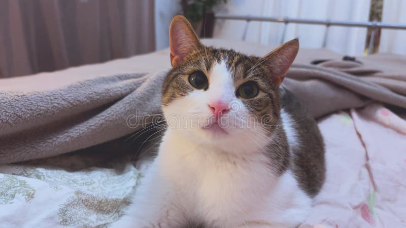 Funny Kitten Lying on the Sofa in the Living Room. the Face of a ...