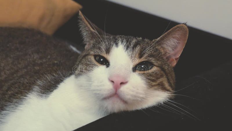 Funny Kitten Lying on the Sofa in the Living Room. the Face of a ...