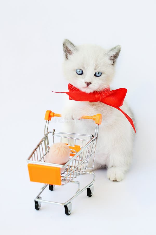 Funny kitten pampered stock photo. Image of orange, serious - 92450762