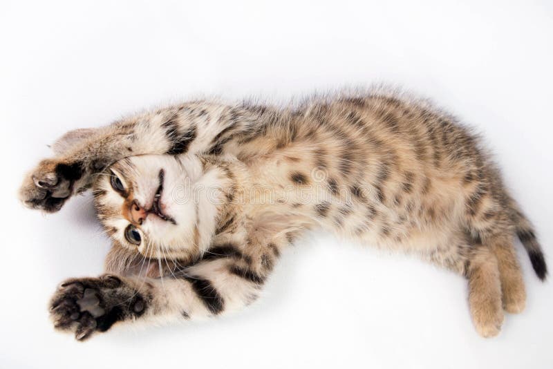 Falling kitten stock photo. Image of animals, pawed, effortless - 23535908