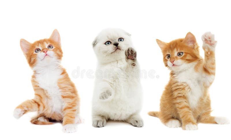 303 Kitten Waving Stock Photos - Free & Royalty-Free Stock Photos from ...