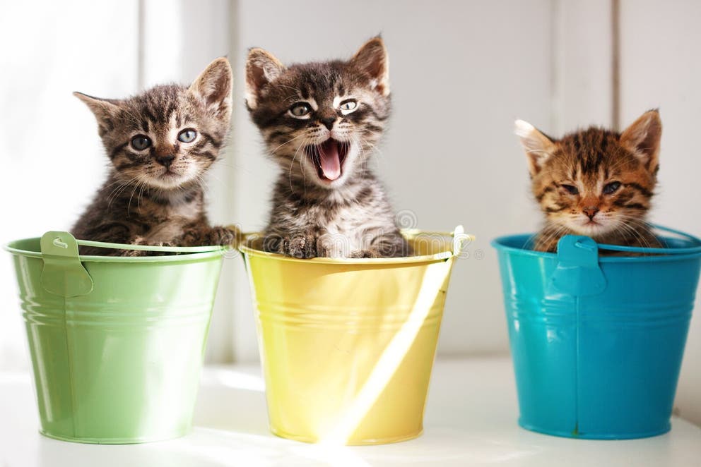 Funny kittens stock photo. Image of lovely, cute, little - 21405974